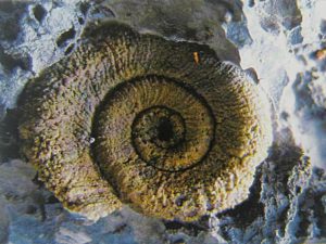 Anak Tikus Island - The Official Park Manager of Kilim Geoforest Park